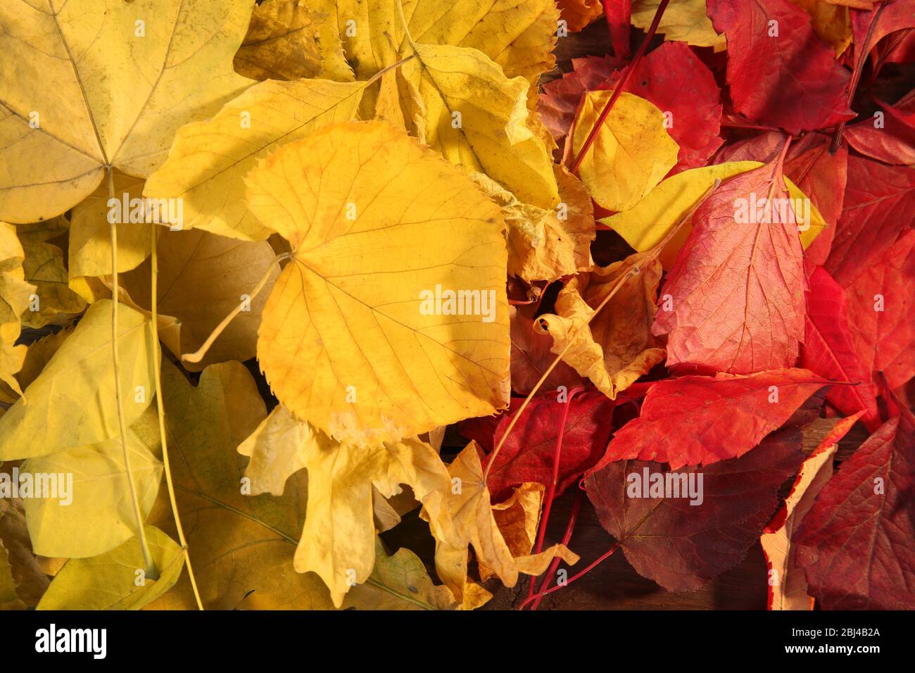 Background of colourful autumn leaves, close-up Stock Photo - Alamy