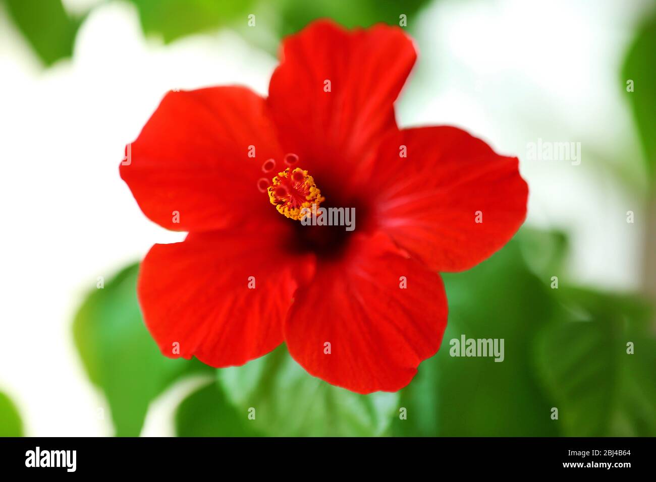 Beautiful hibiscus flower on nature background Stock Photo - Alamy