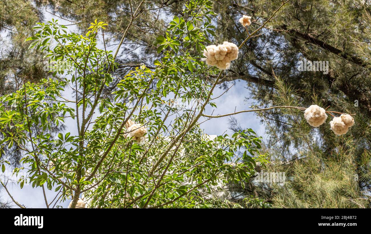 Branches with their green leaves of the Kapok tree with the cotton-like ...