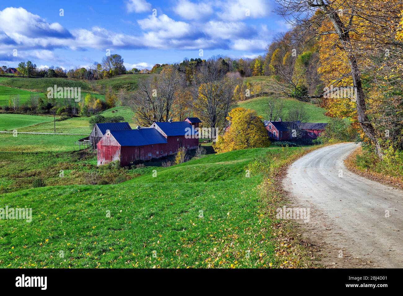 Vermont cows in field hi-res stock photography and images - Alamy