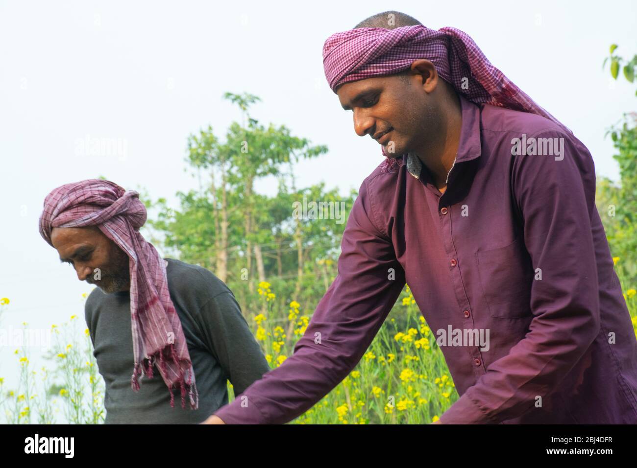 indian farmer doing agricultural work, India Stock Photo - Alamy