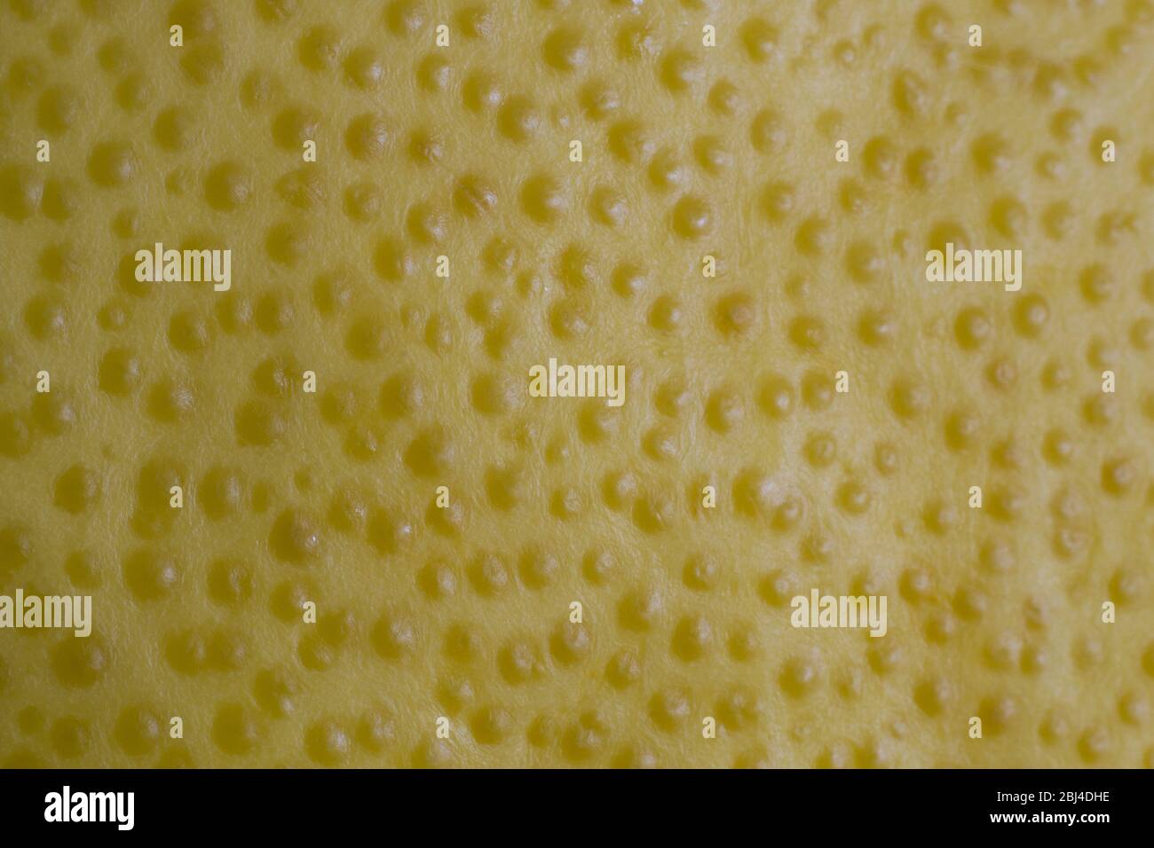 Photo of rind of yellow pomelo, a kind of citrus, close-up, macro Stock ...