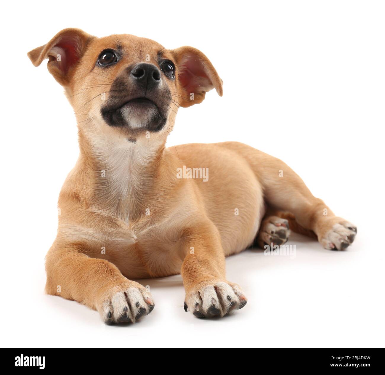 Puppy isolated on white Stock Photo - Alamy