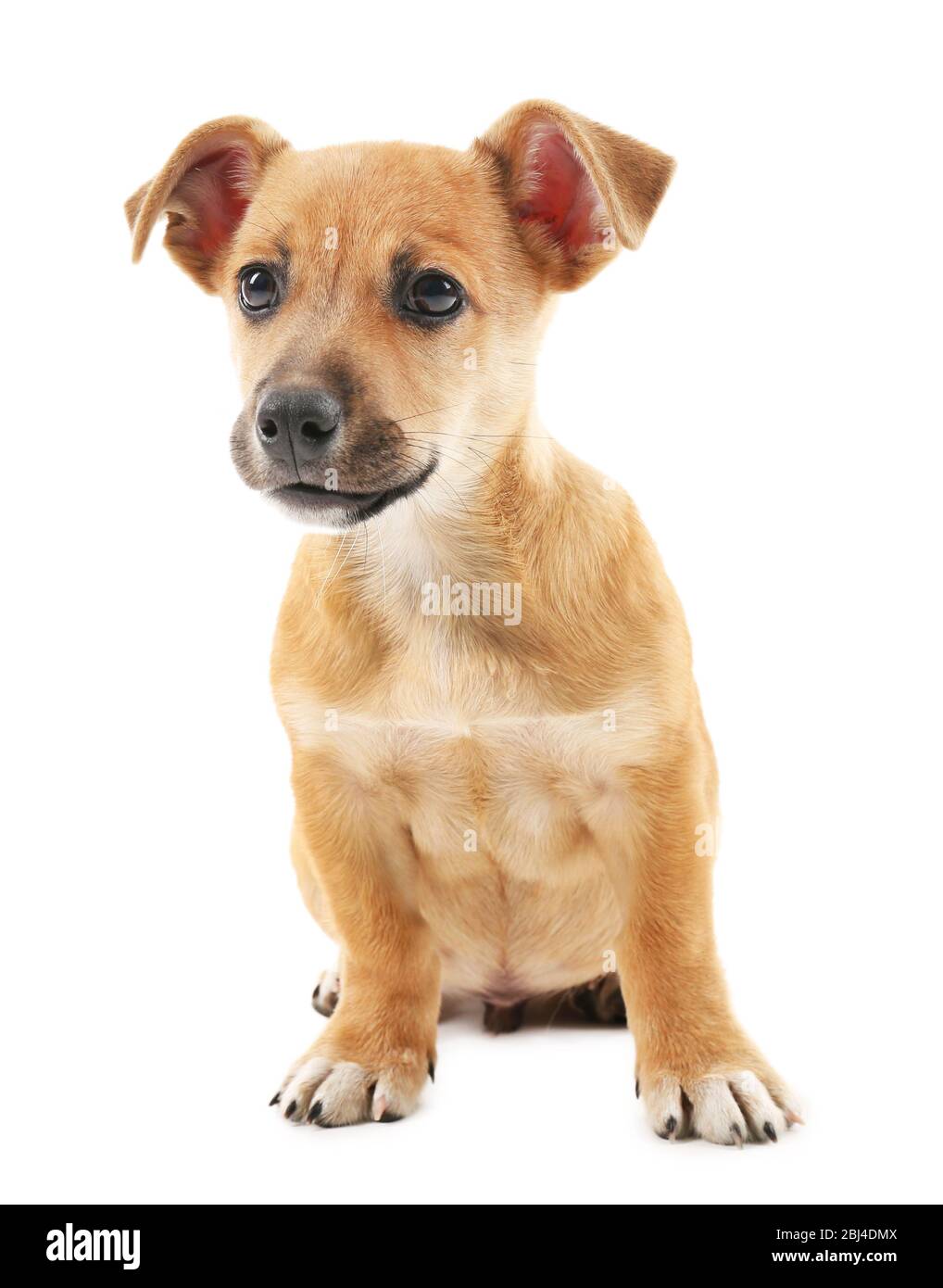 Puppy isolated on white Stock Photo - Alamy