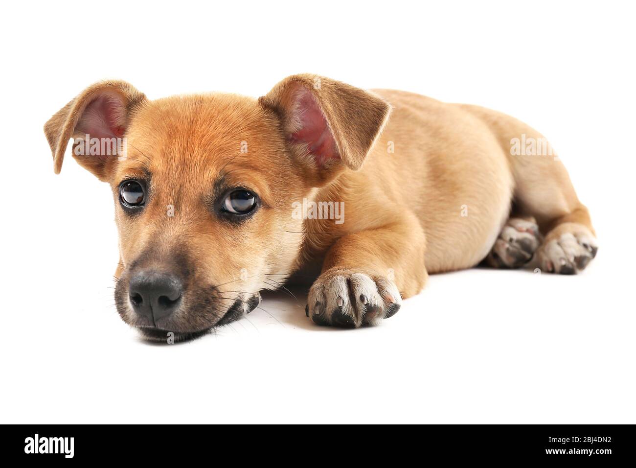 Puppy isolated on white Stock Photo - Alamy