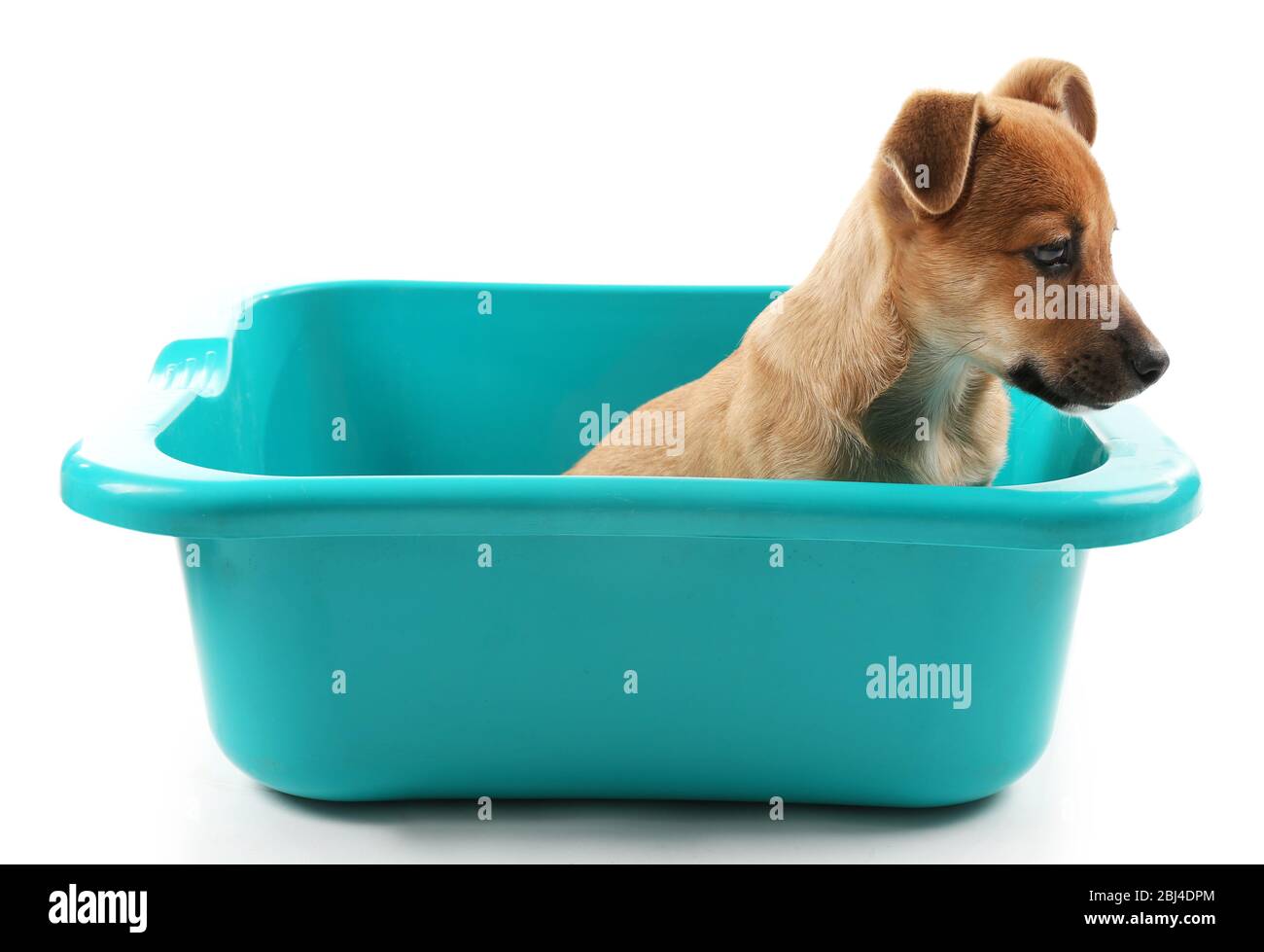 Puppy in bath isolated on white Stock Photo - Alamy