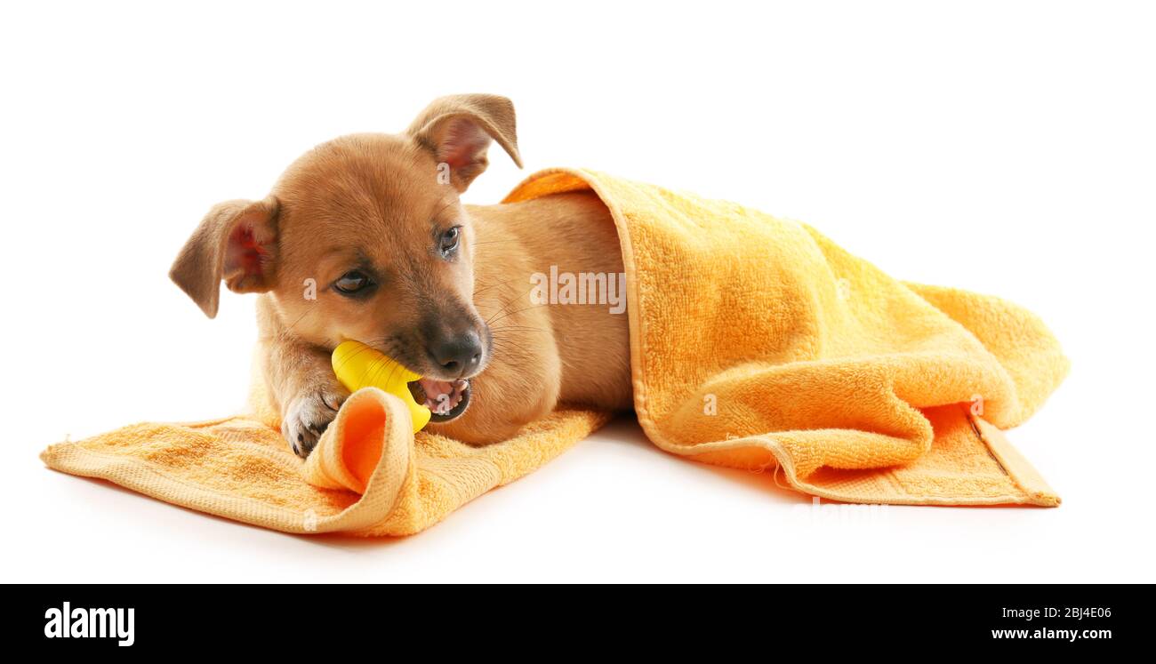 Puppy in towel biting toy duck isolated on white Stock Photo - Alamy