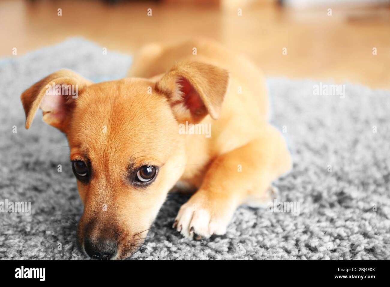 Puppet playing on a carpet Stock Photo - Alamy