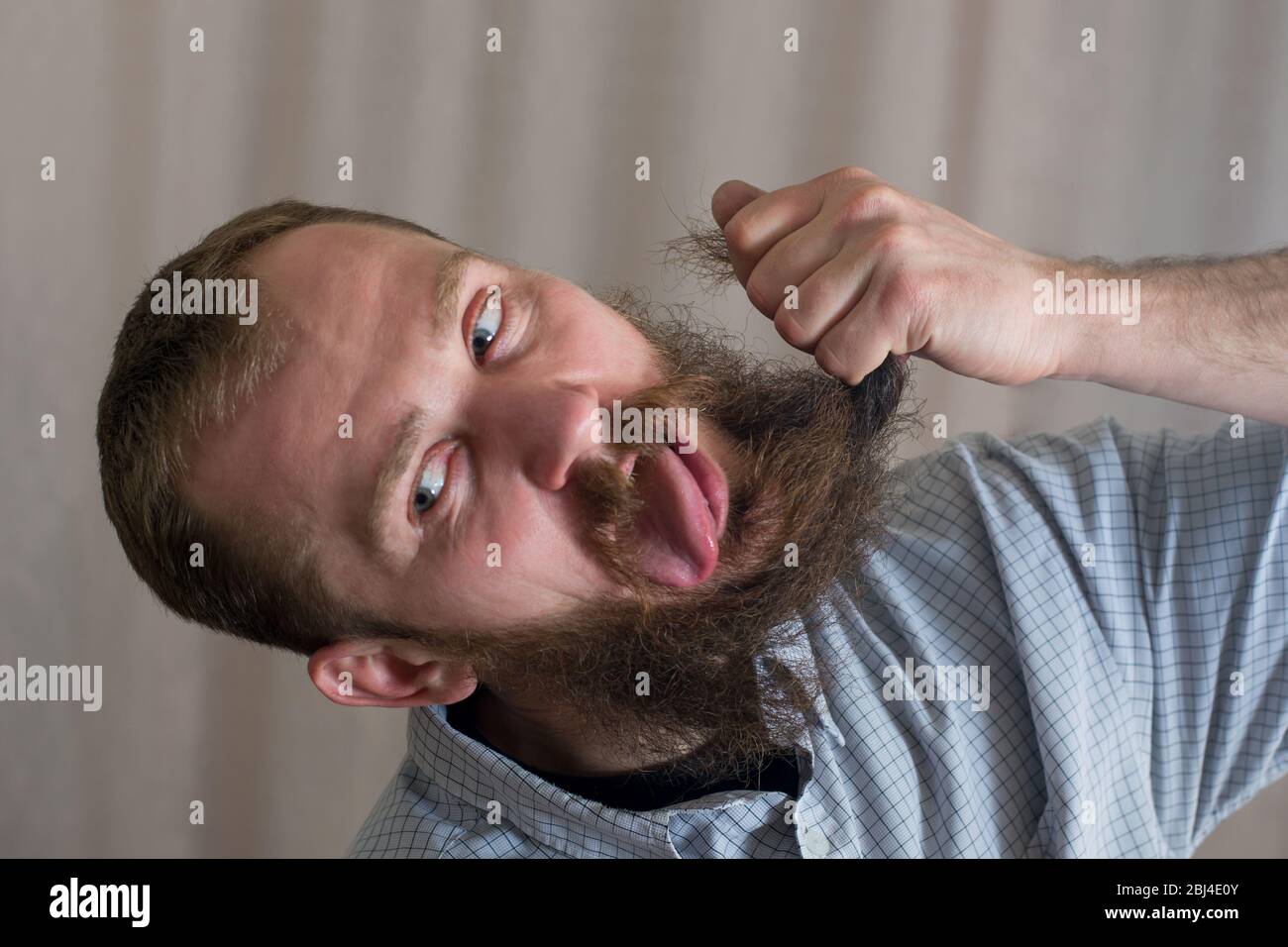 Portrait of a white man who pulls himself by the beard Stock Photo - Alamy