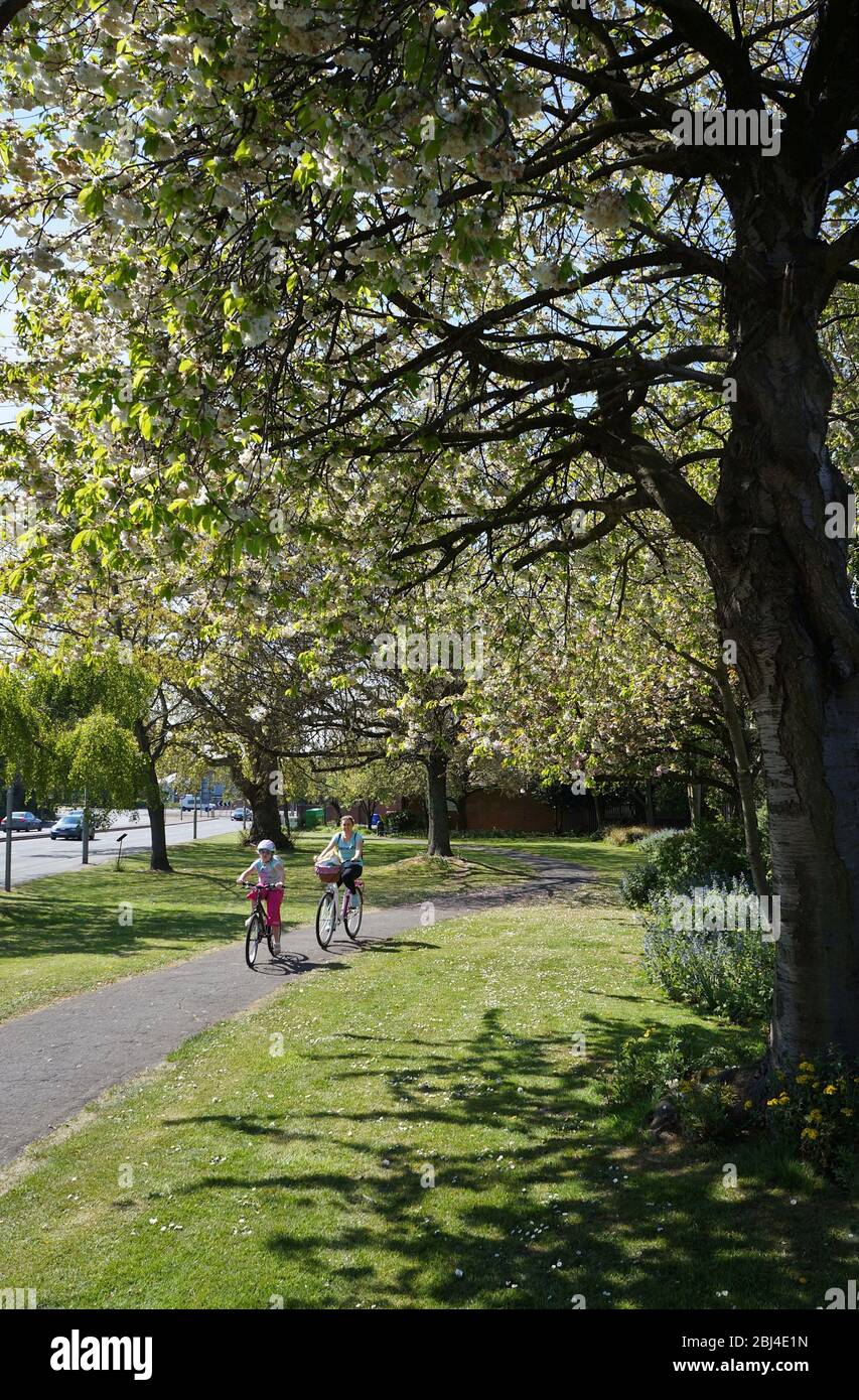 Woman & child cycling on the pathway in a park in springtime Stock ...