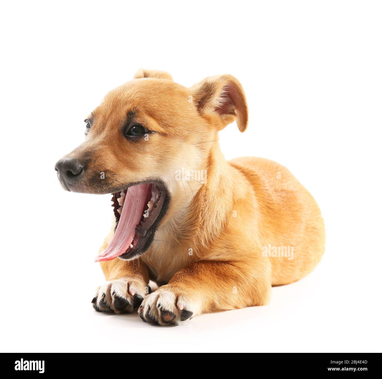 Puppy isolated on white Stock Photo - Alamy