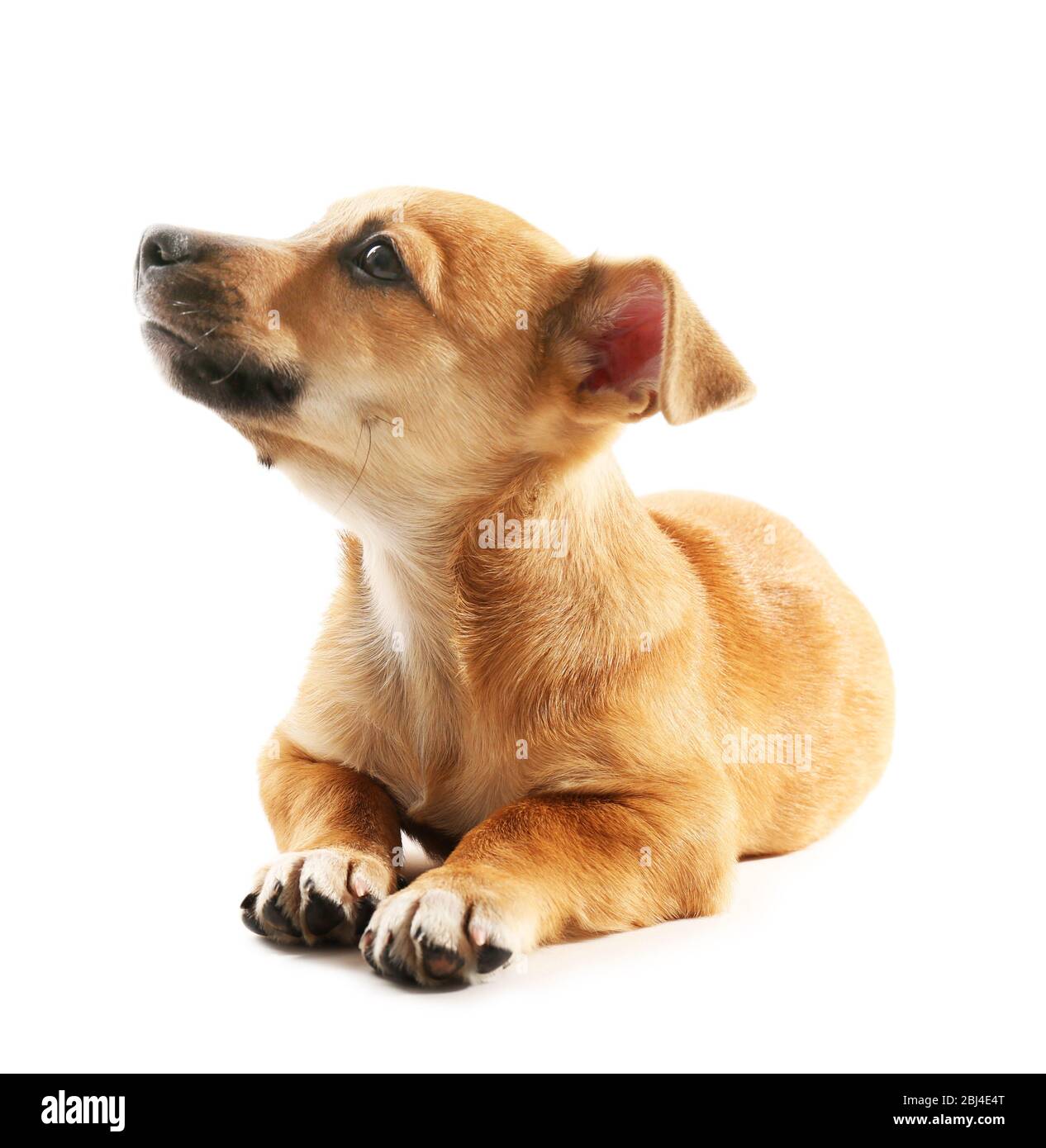 Puppy isolated on white Stock Photo - Alamy