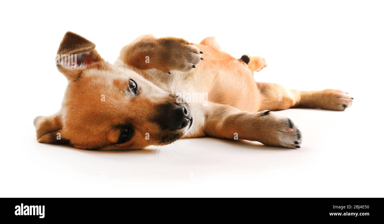 Puppy isolated on white Stock Photo - Alamy