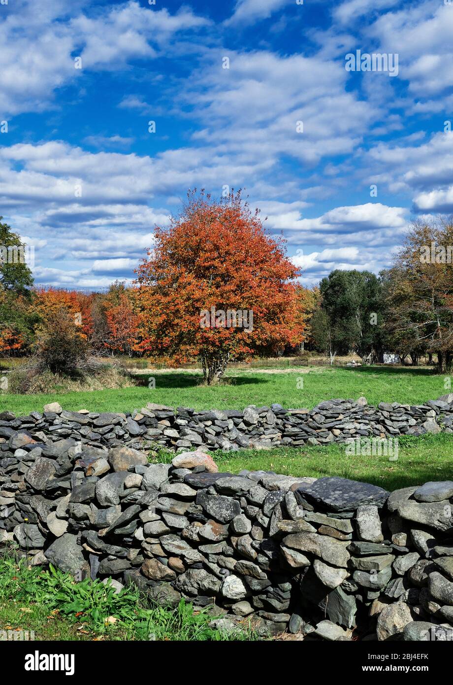 Rustic fieldstone wall and autumn tree Stock Photo - Alamy