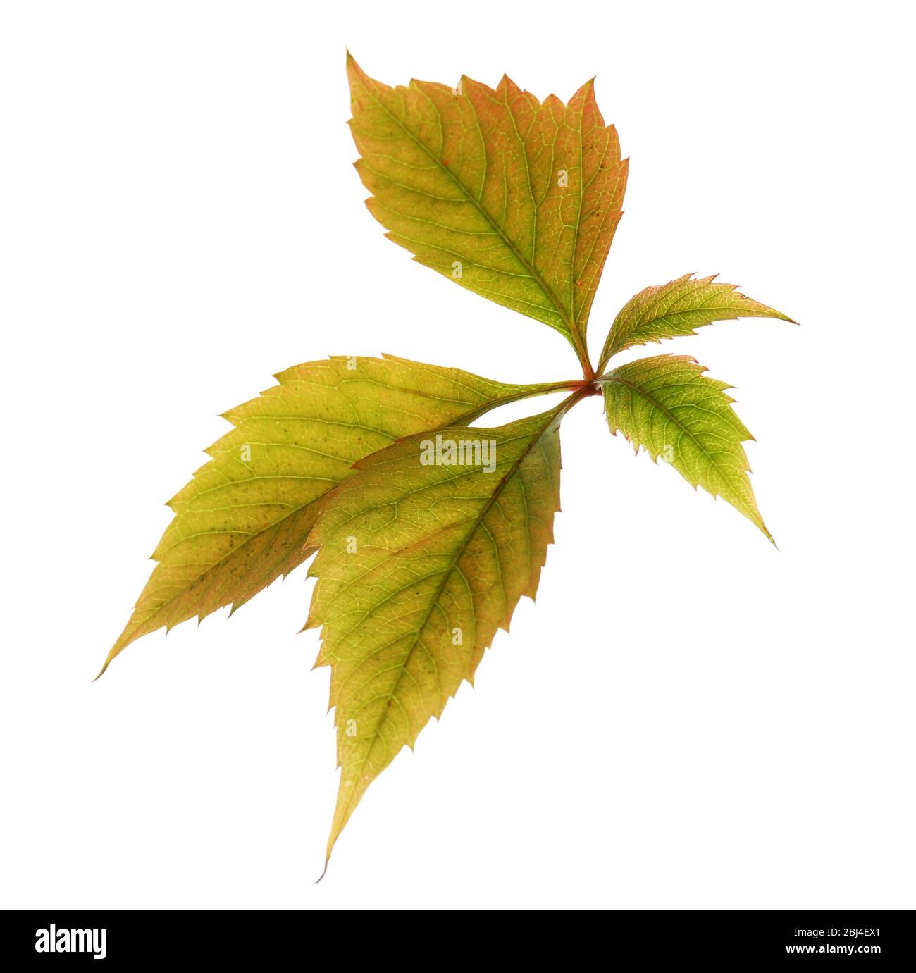 Autumn leaves isolated on white Stock Photo - Alamy