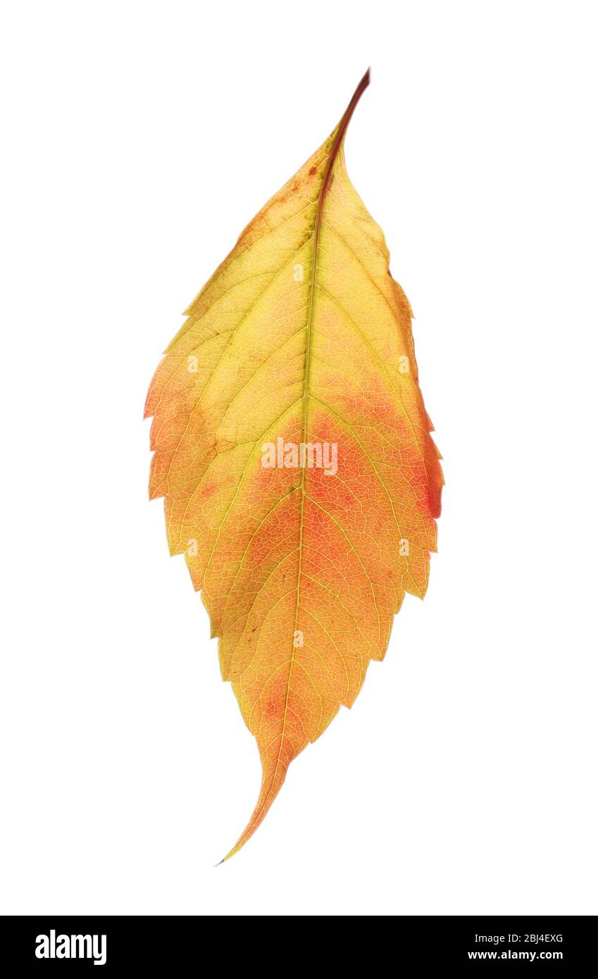 Autumn yellow leaf isolated on white Stock Photo - Alamy