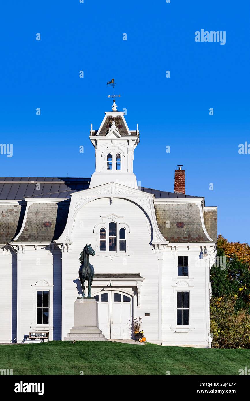 Morgan horse hi-res stock photography and images - Alamy