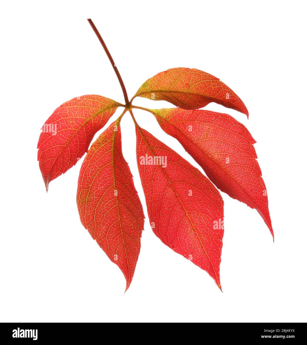 Red leaves isolated on white Stock Photo - Alamy
