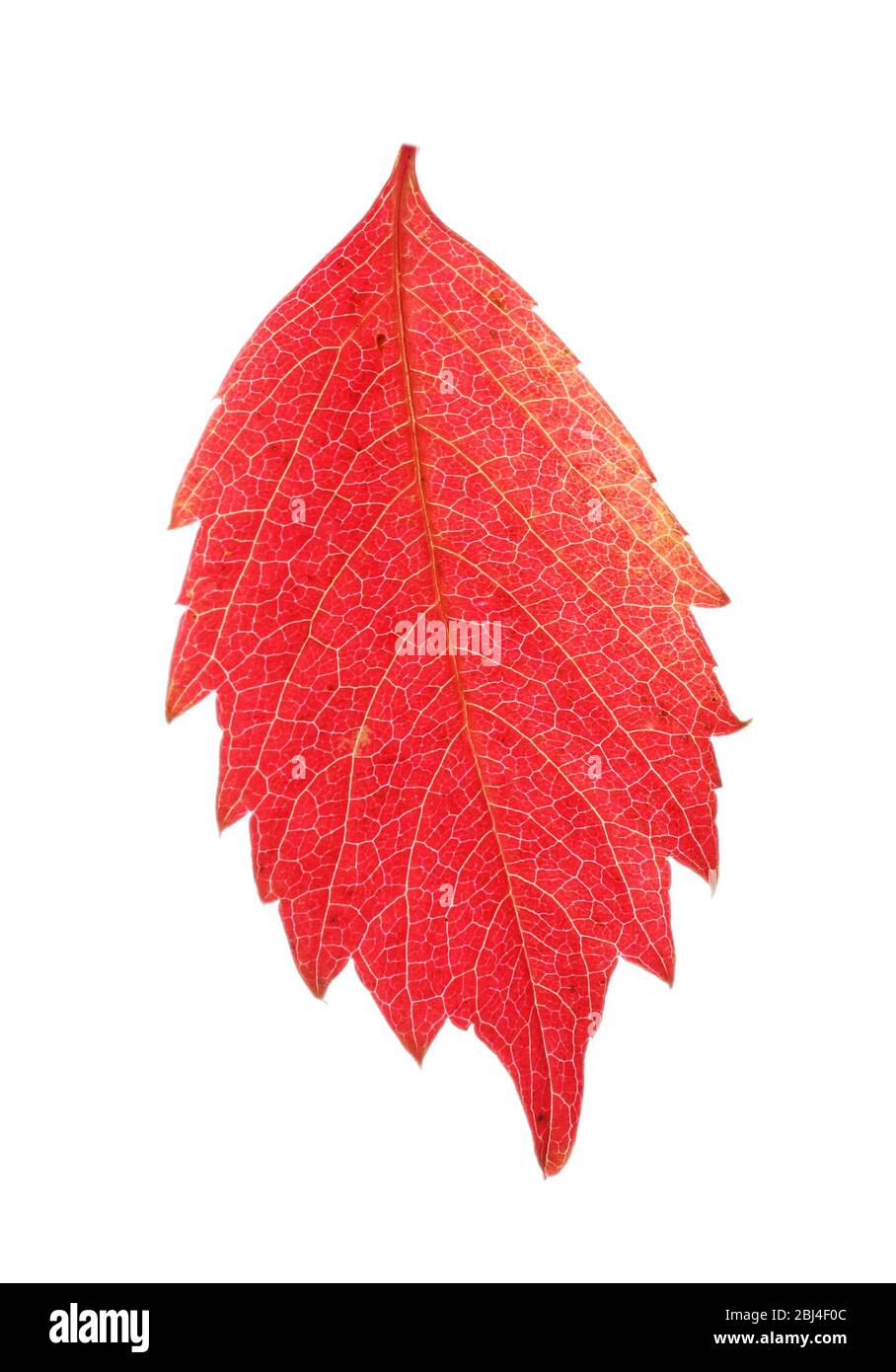 Autumn bright pink leaf isolated on white Stock Photo - Alamy