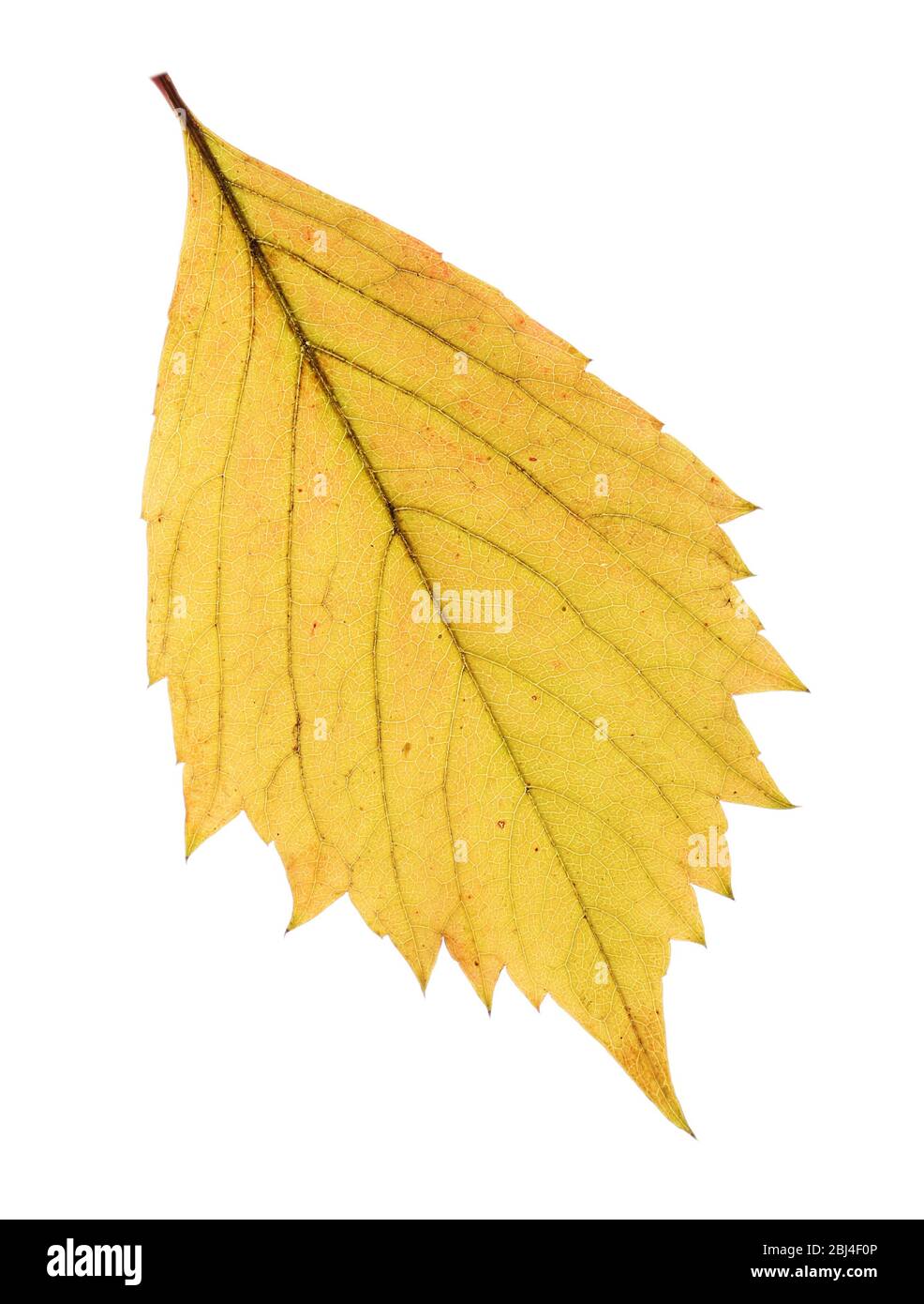 Autumn yellow leaf isolated on white Stock Photo - Alamy
