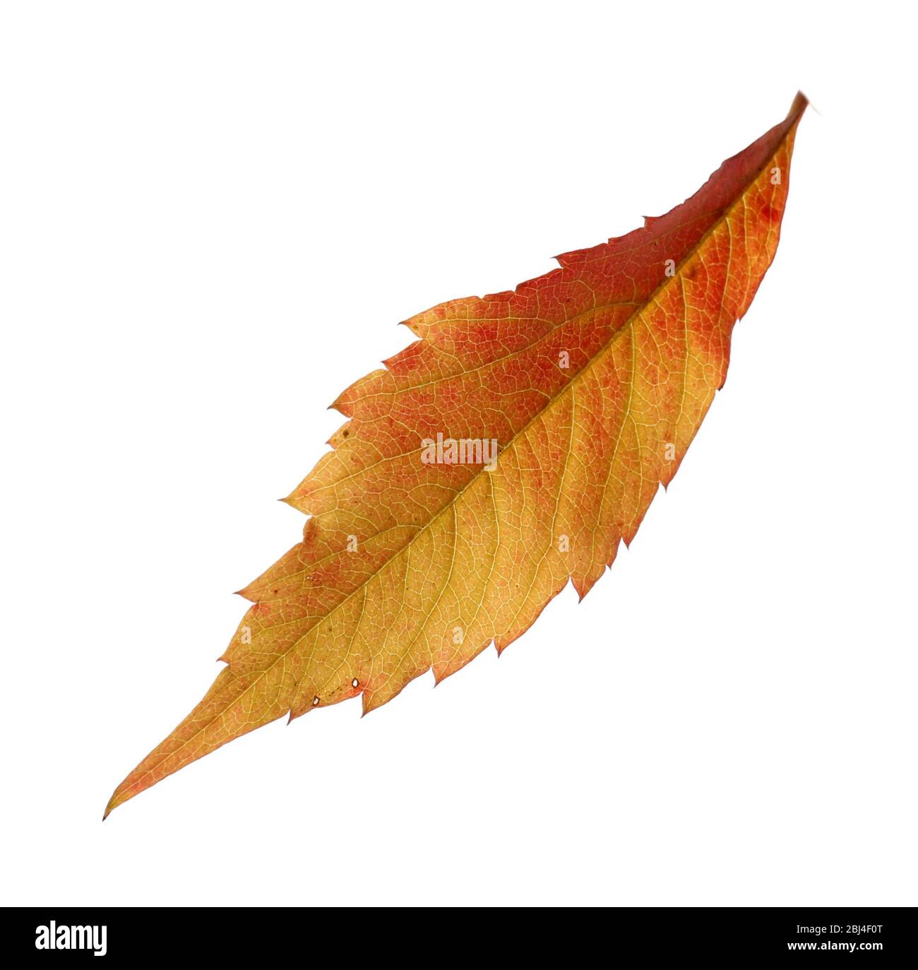 Autumn orange leaf isolated on white Stock Photo - Alamy Autumn orange leaf isolated on white Stock Photo - Alamy