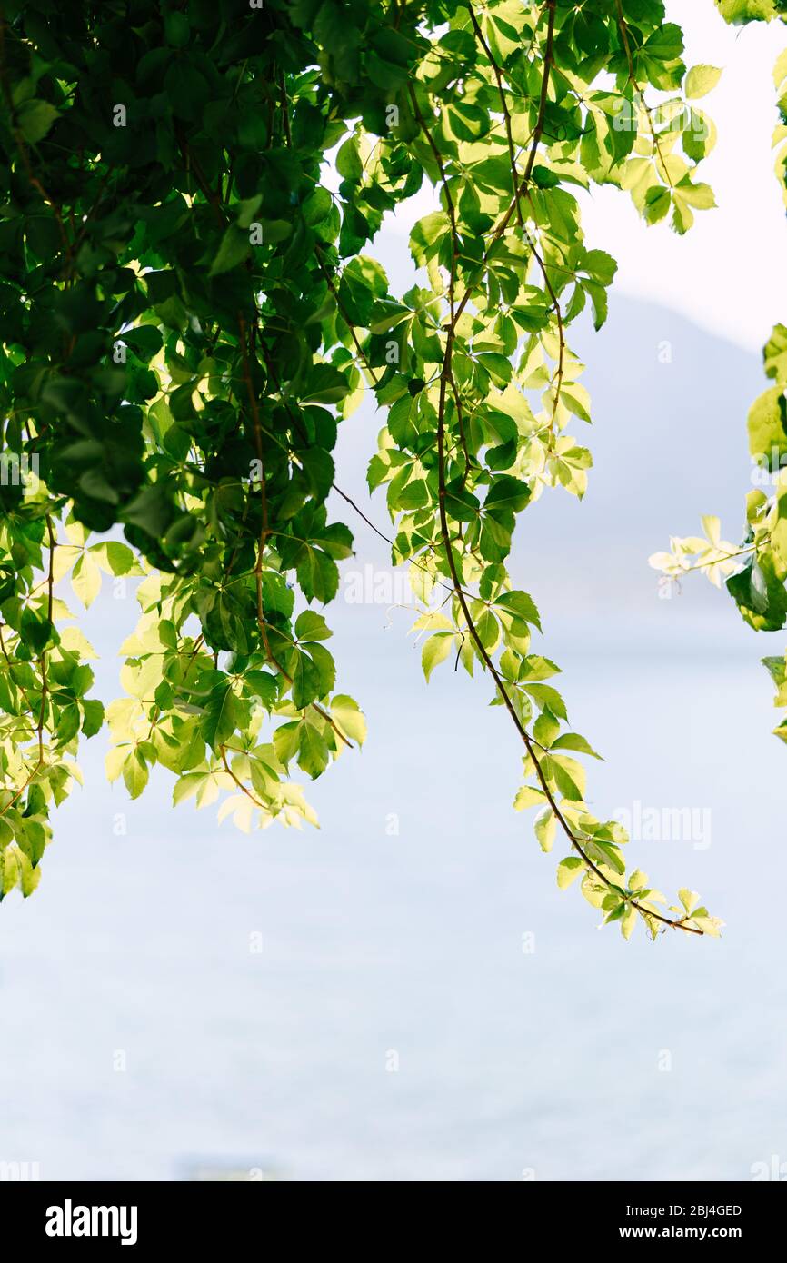 Blue background with foliage. The branches of the vines hang from above ...