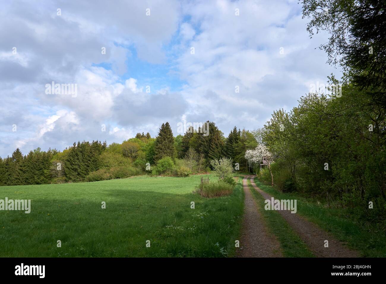 Spring hike on a forest path in the green Eifel, Germany Stock Photo ...