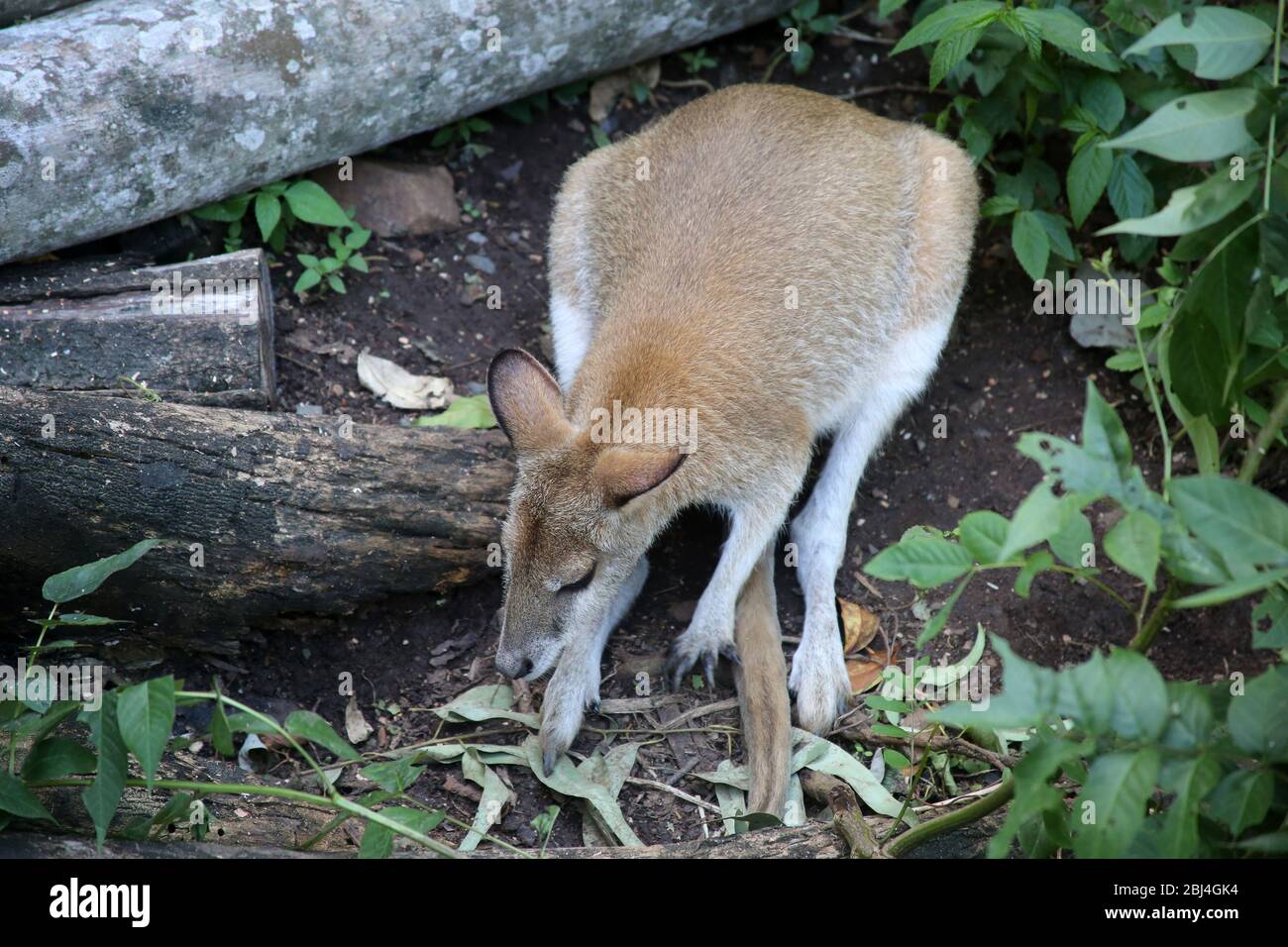 Hamilton island australia animals hi-res stock photography and images ...
