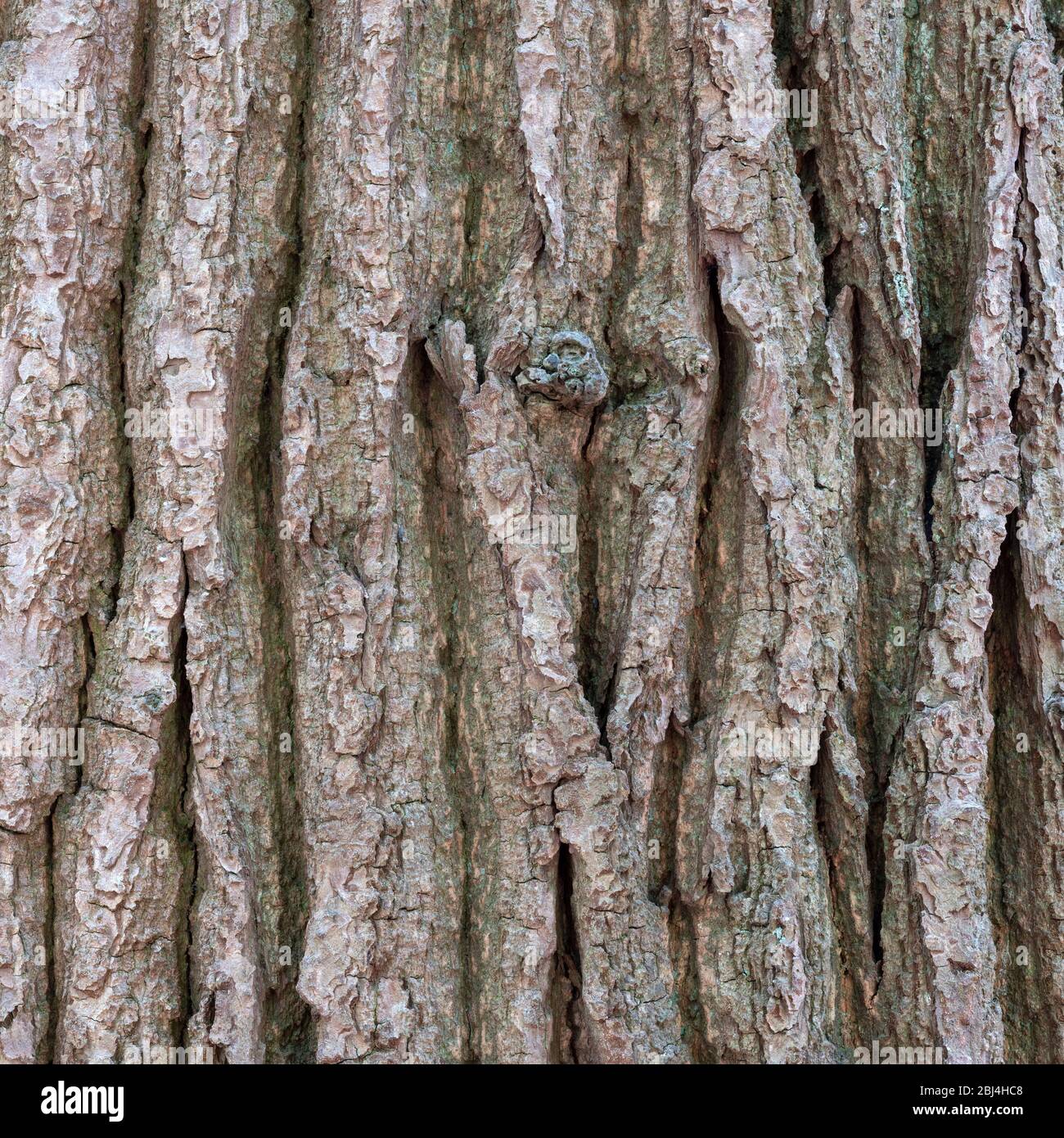 closeup of pattern on old oak tree bark Stock Photo - Alamy