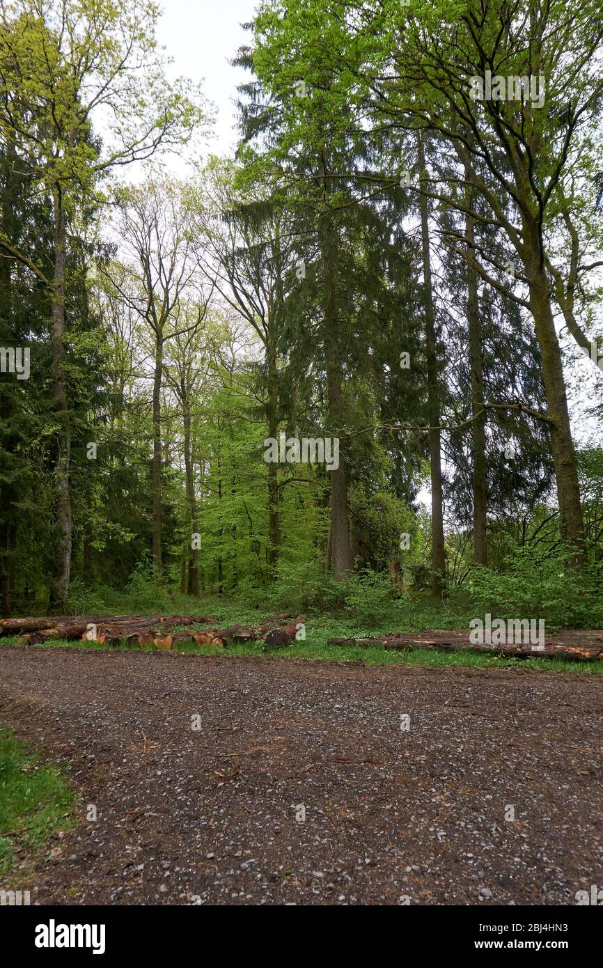 Spring hike on a forest path in the green Eifel, Germany Stock Photo ...