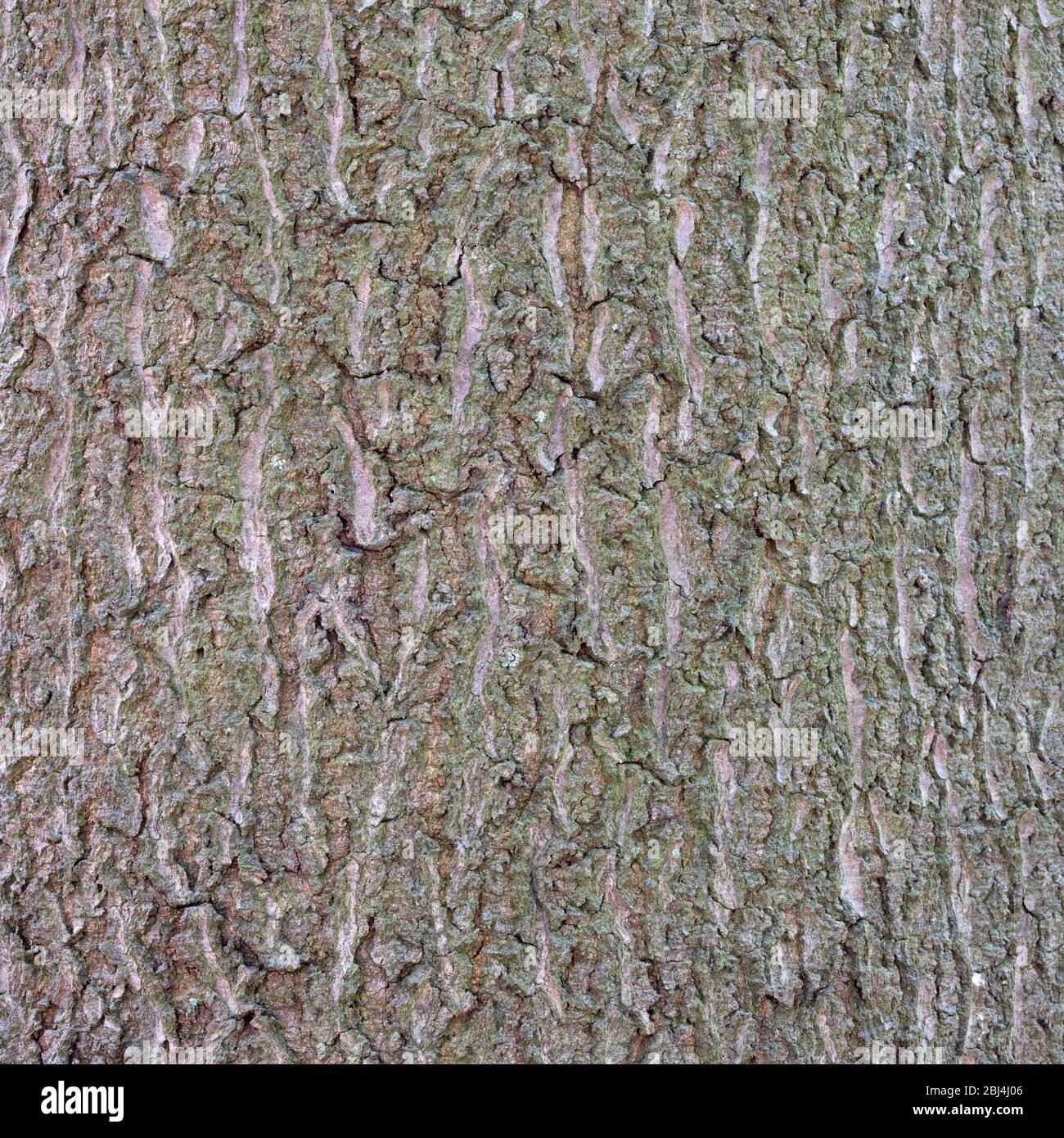 closeup of pattern on old beech tree bark Stock Photo - Alamy