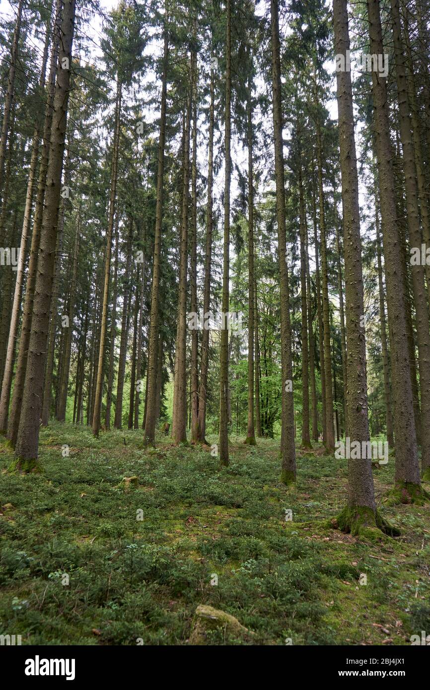 Spring hike on a forest path in the green Eifel, Germany Stock Photo ...