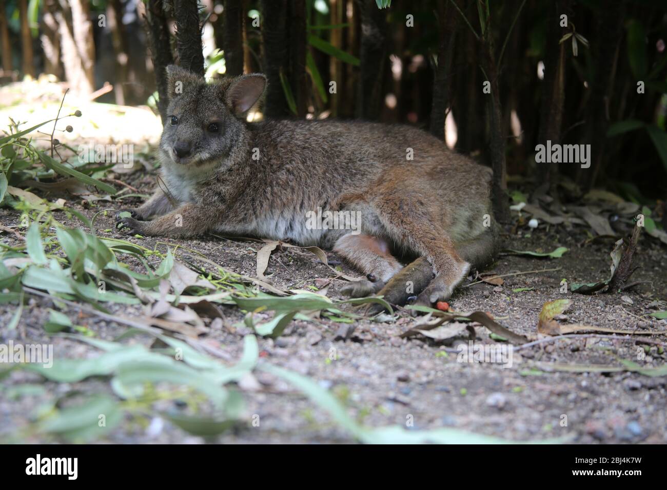 Hamilton island australia hi-res stock photography and images - Alamy