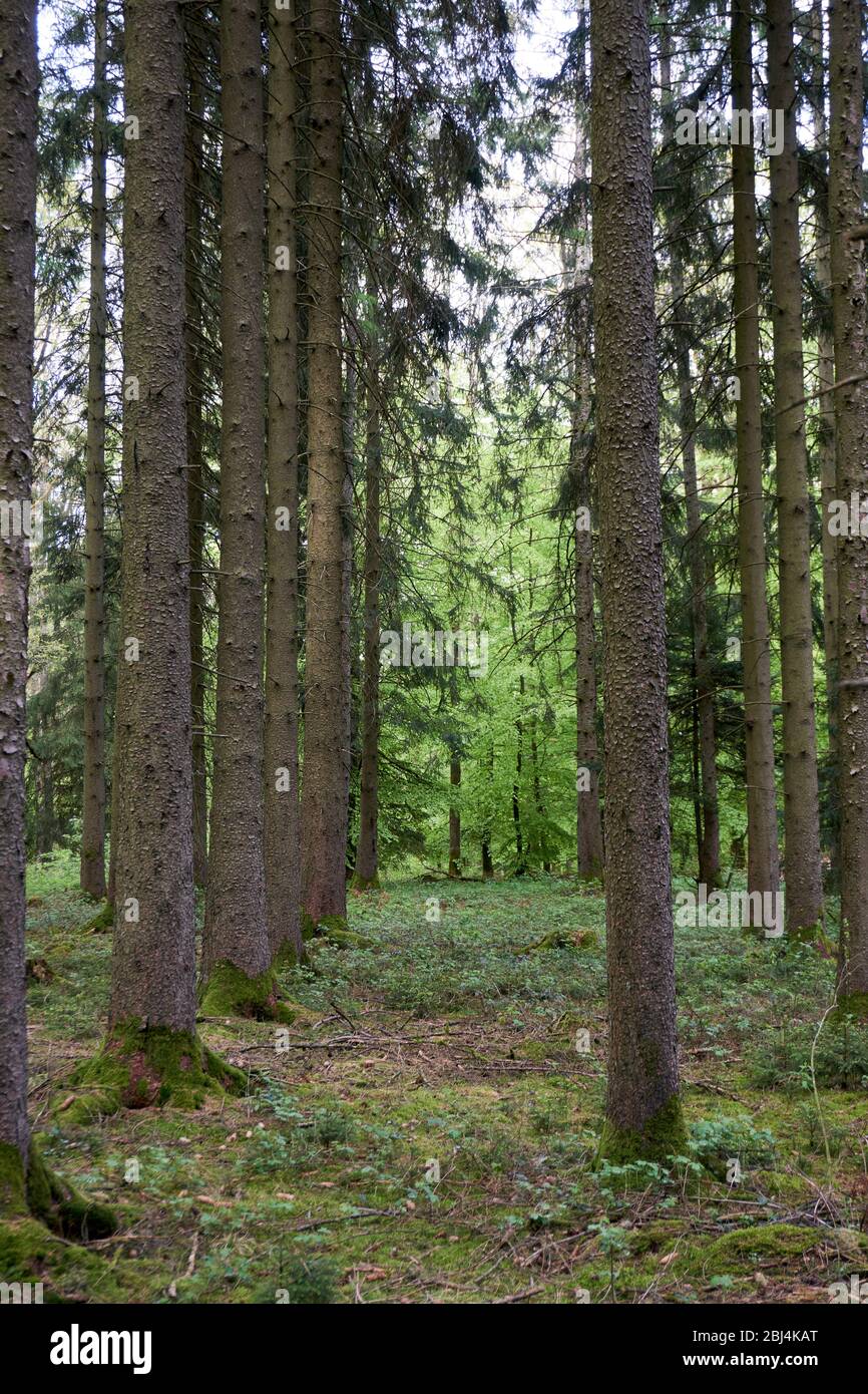 Spring hike on a forest path in the green Eifel, Germany Stock Photo ...