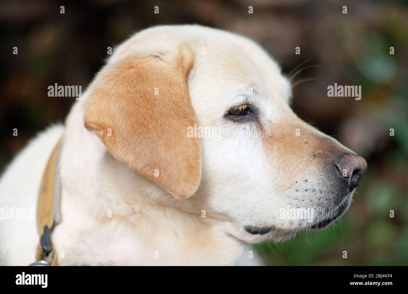 golden retriever dog portrait Stock Photo - Alamy