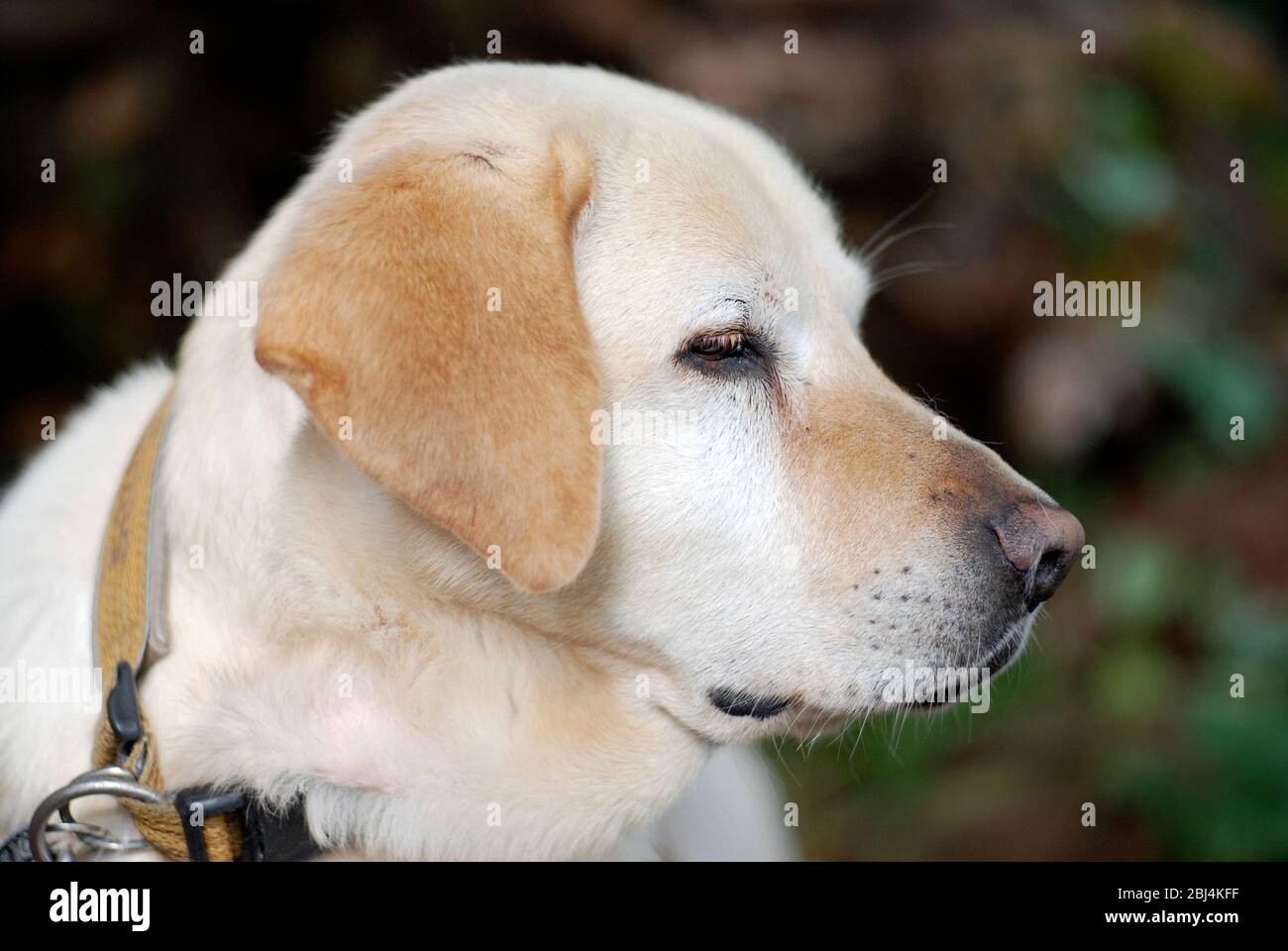 Dog breed labrador golden retriver hi-res stock photography and images ...
