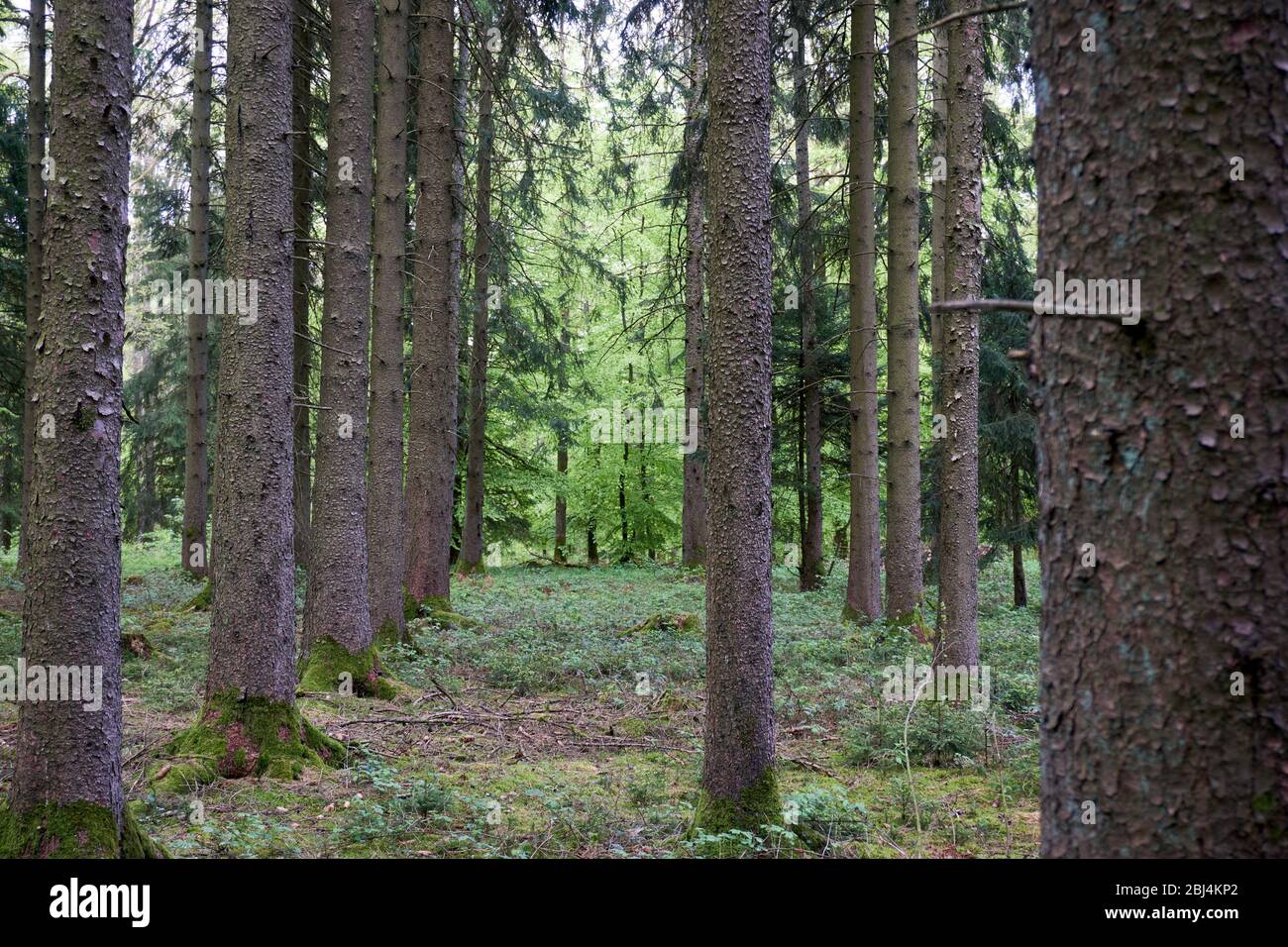 Spring hike on a forest path in the green Eifel, Germany Stock Photo ...