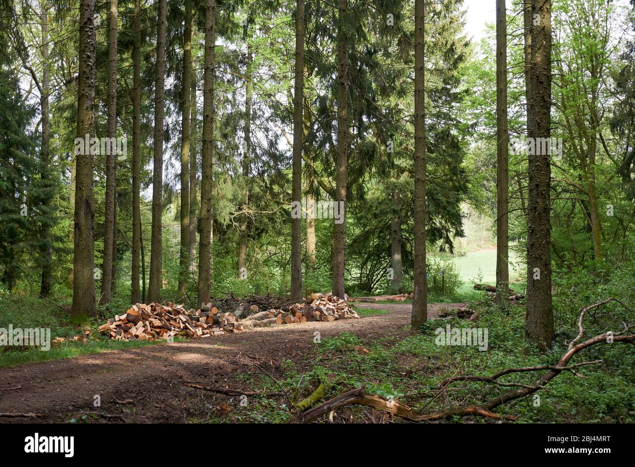 Spring hike on a forest path in the green Eifel, Germany Stock Photo ...