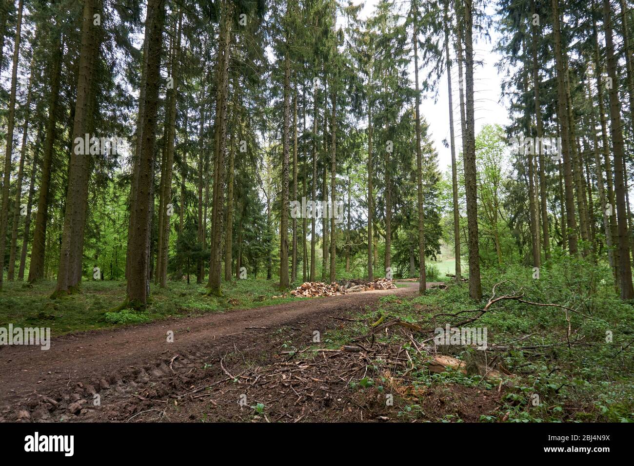 Spring hike on a forest path in the green Eifel, Germany Stock Photo ...