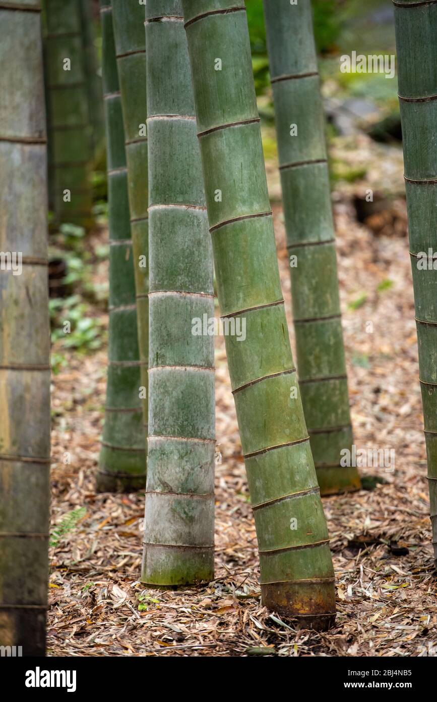 Bamboo at the Hokokuji temple garden, AKA bamboo temple in Kamakura ...