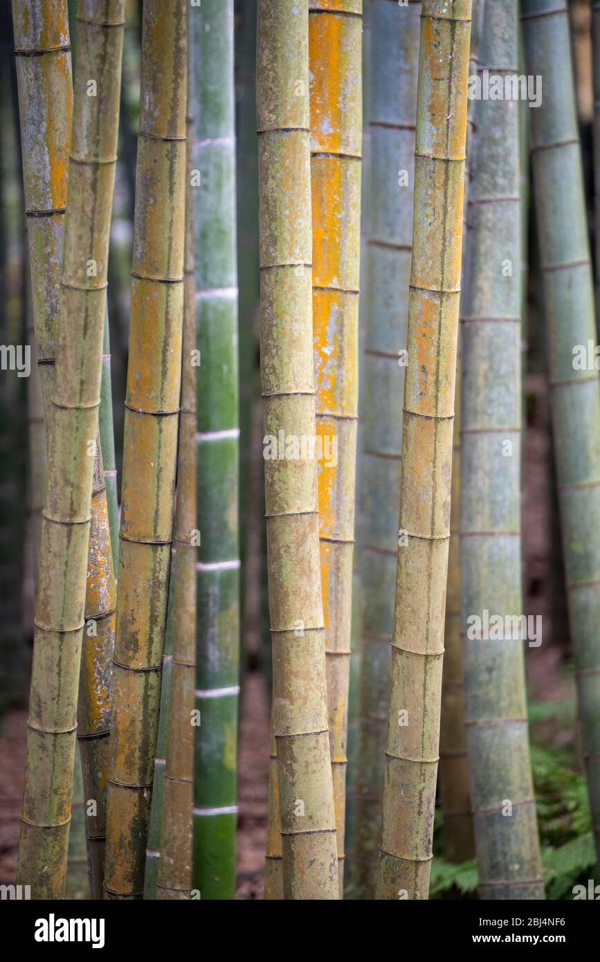 Bamboo at the Hokokuji temple garden, AKA bamboo temple in Kamakura ...