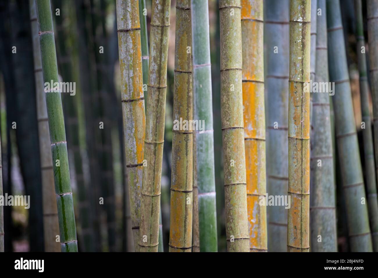 Bamboo at the Hokokuji temple garden, AKA bamboo temple in Kamakura ...