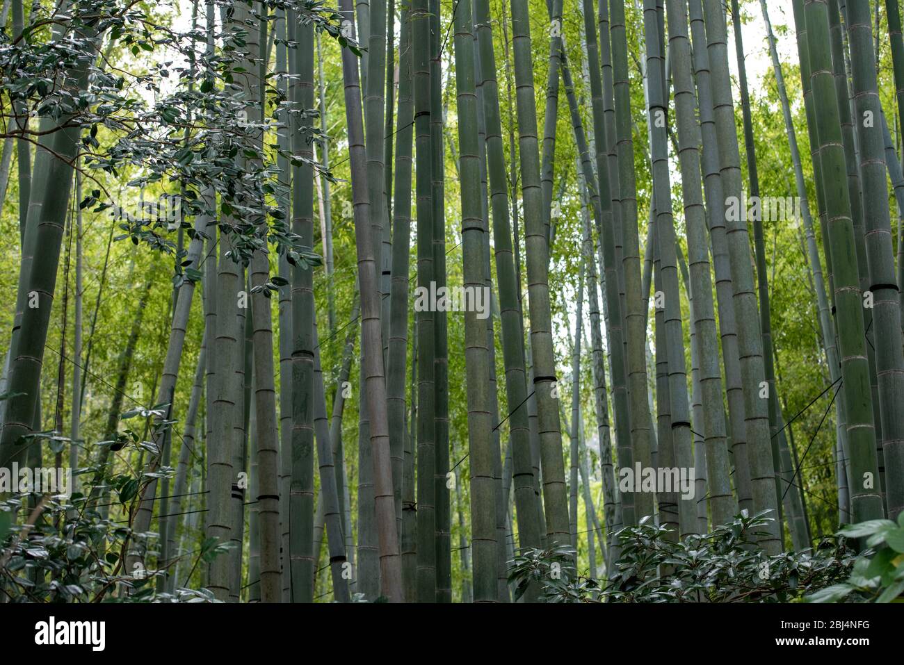 Bamboos at the Hokokuji temple garden, AKA bamboo temple in Kamakura ...
