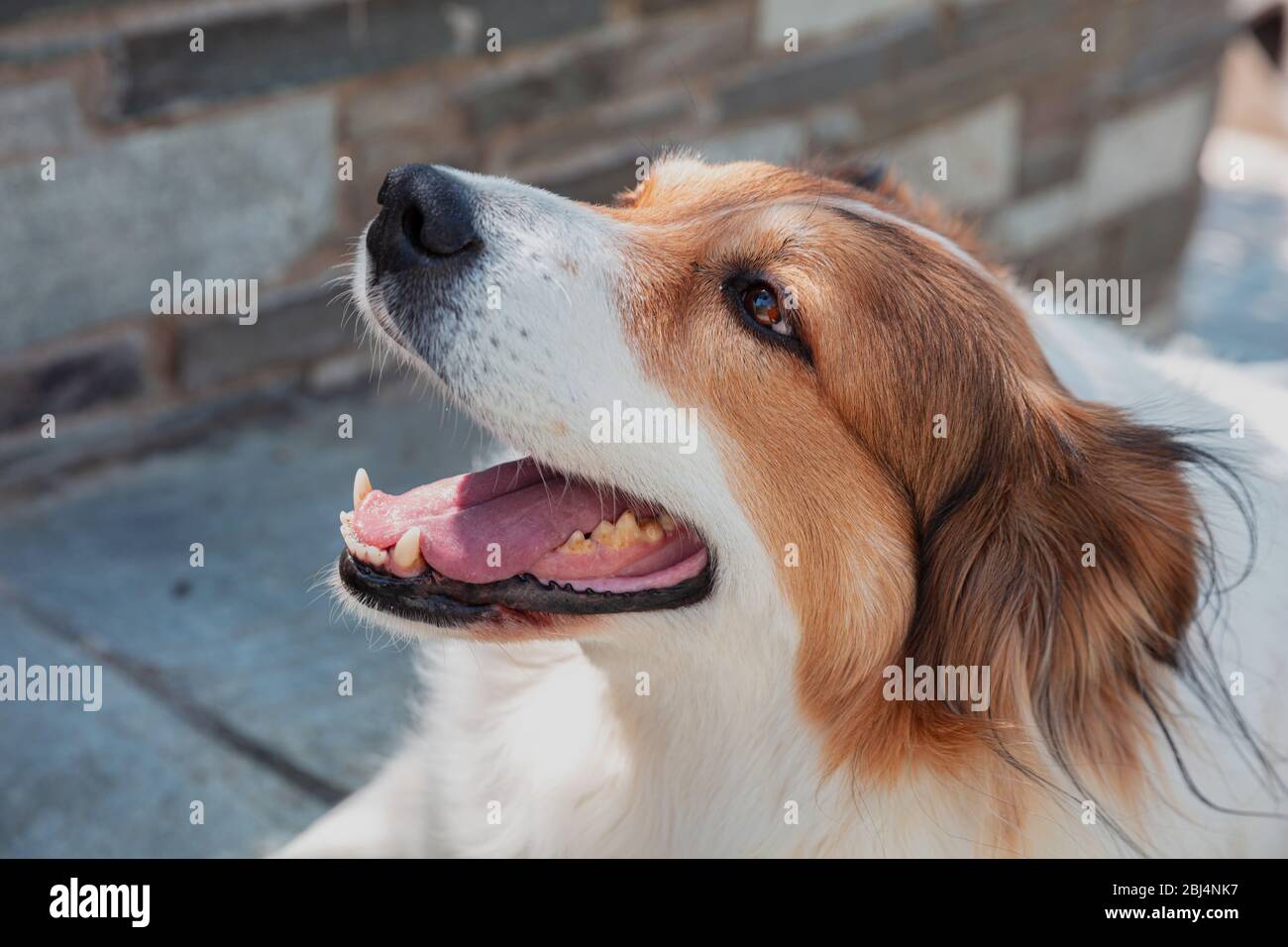 Cute greek shepherd dog looking high, White and brown color, animal ...
