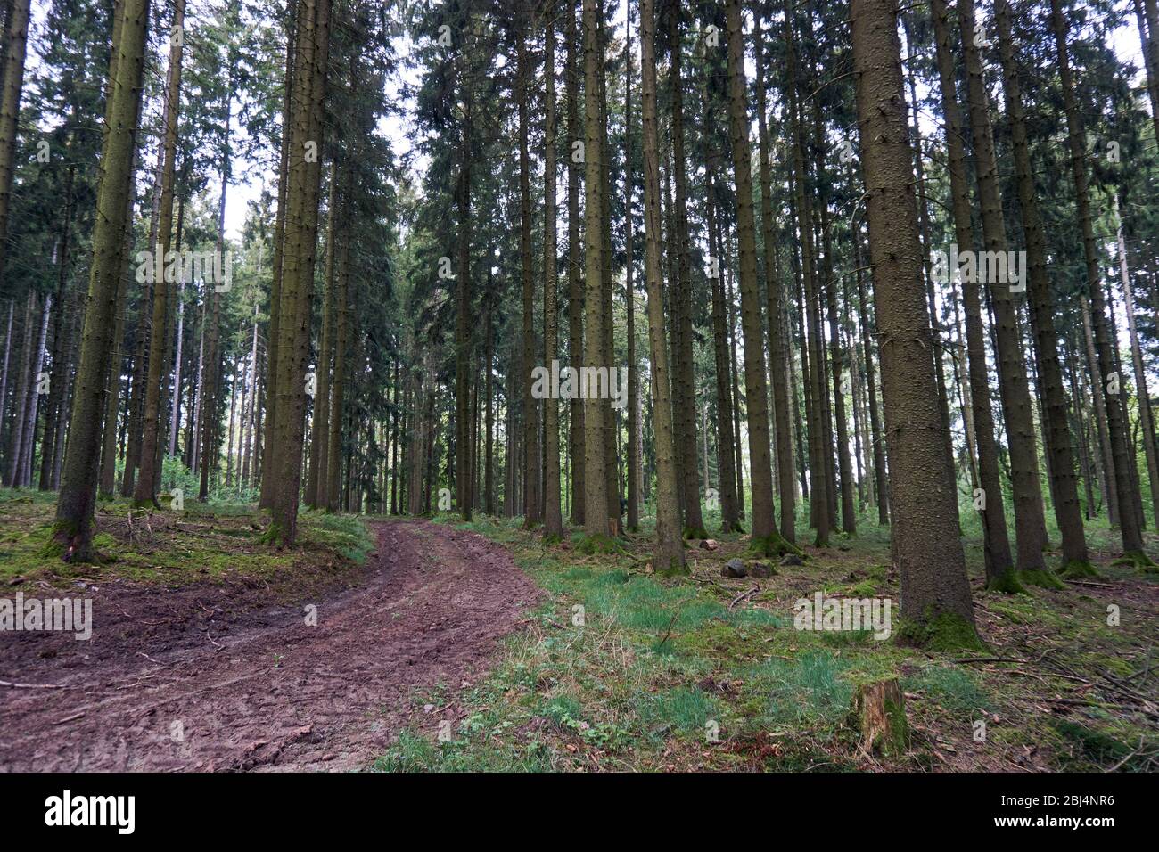 Spring hike on a forest path in the green Eifel, Germany Stock Photo ...