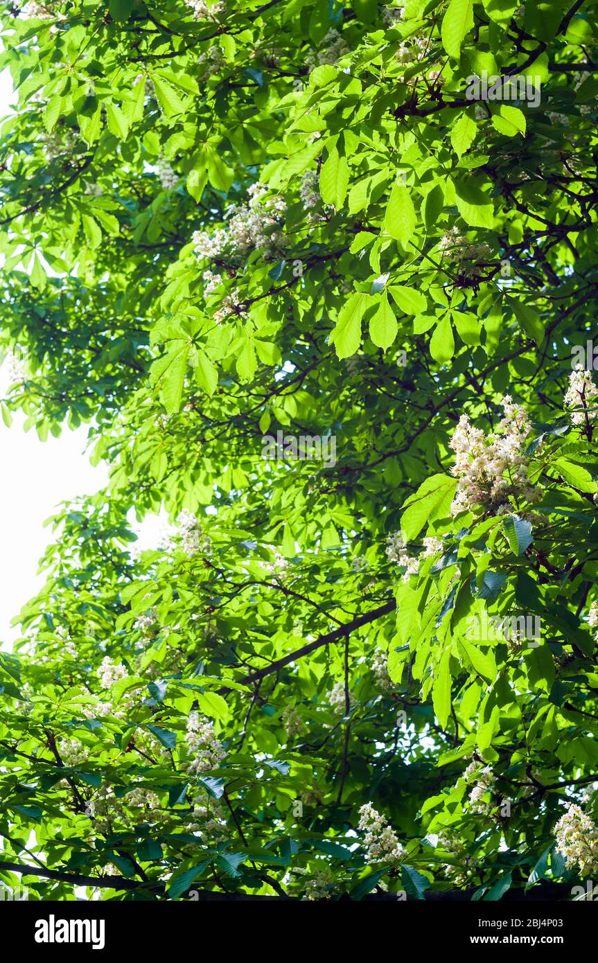 Flowering branches of chestnut Castanea sativa tree, and blue sky Stock ...
