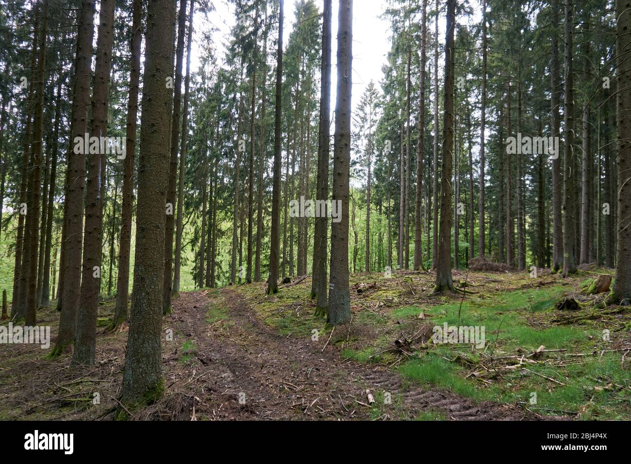 Spring hike on a forest path in the green Eifel, Germany Stock Photo ...