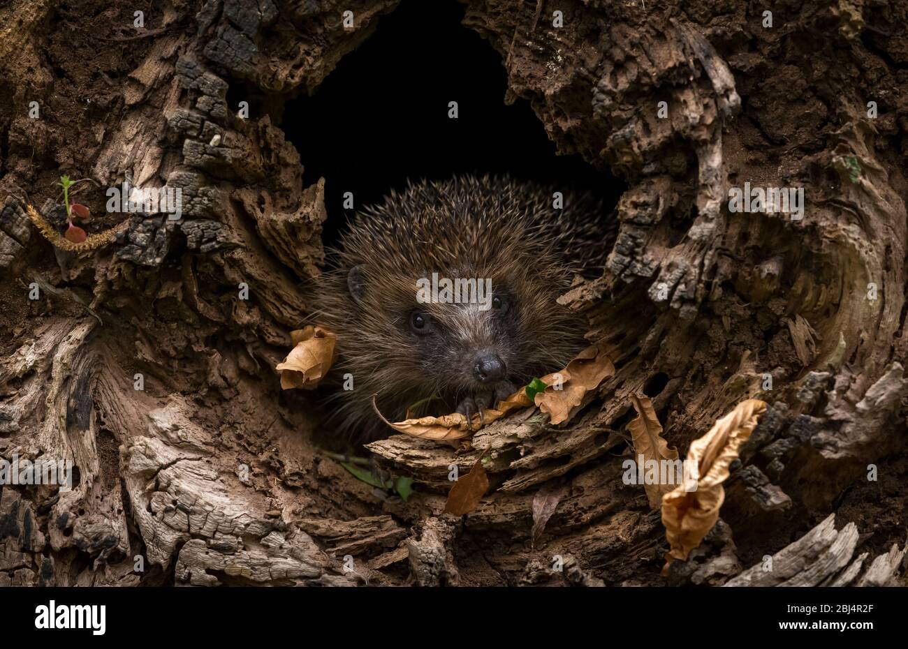 Hedgehog (Scientific name: Erinaceus Europaeus). Wild, native, European ...