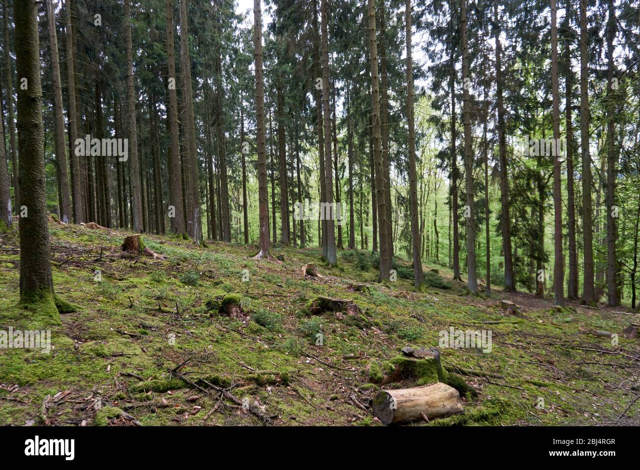 Spring hike on a forest path in the green Eifel, Germany Stock Photo ...