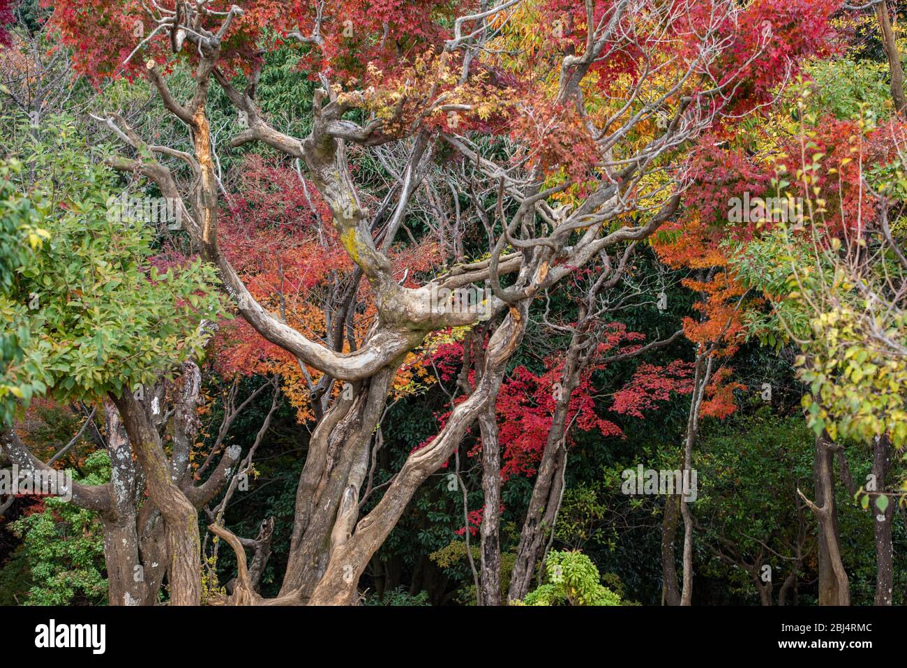 Spectacular fall foliage at Arashiyama, kyoto, Japan Stock Photo - Alamy
